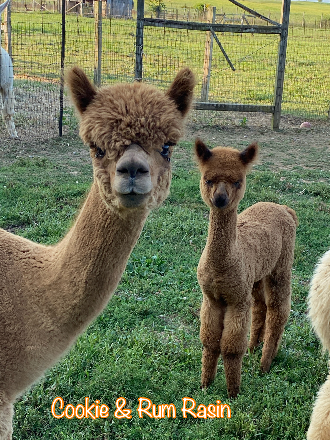 Pennsylvania Alpaca Farm & Online Alpaca Store